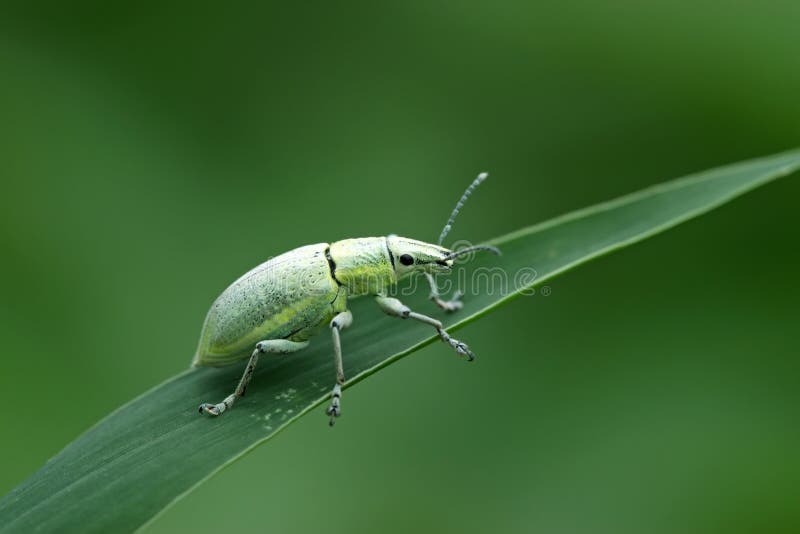 Green weevil stock image. Image of macro, beautiful, biology - 27737223