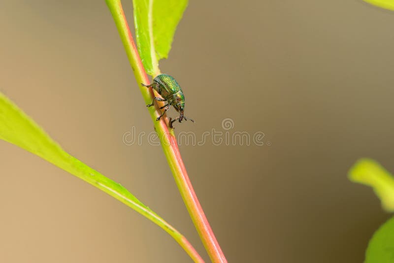 Green weevil stock image. Image of bugs, macro, animals - 242658363