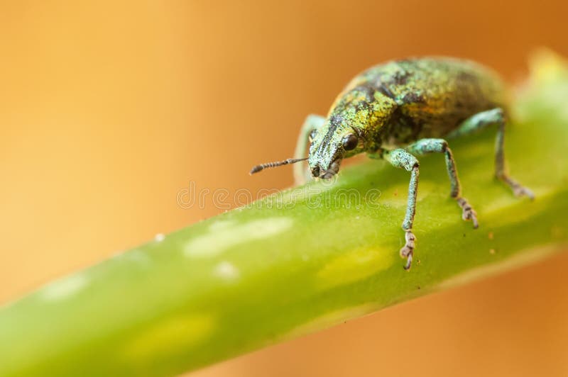 Green Weevil outdoor stock image. Image of nettle, blurred - 91494699