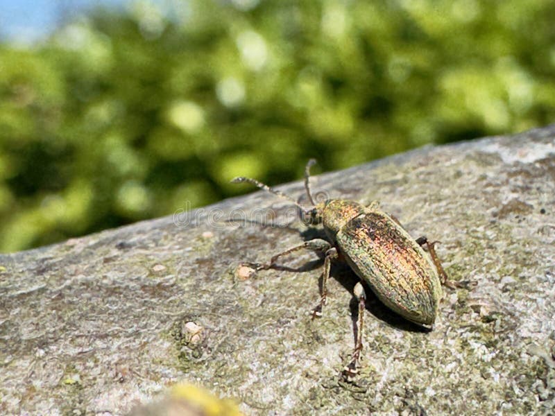 Green Weevil on Rough Tree Bark in Bright Sunlight Stock Photo - Image ...