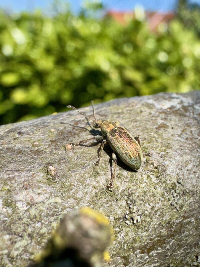 Green Weevil on Rough Tree Bark in Bright Sunlight Stock Image - Image ...
