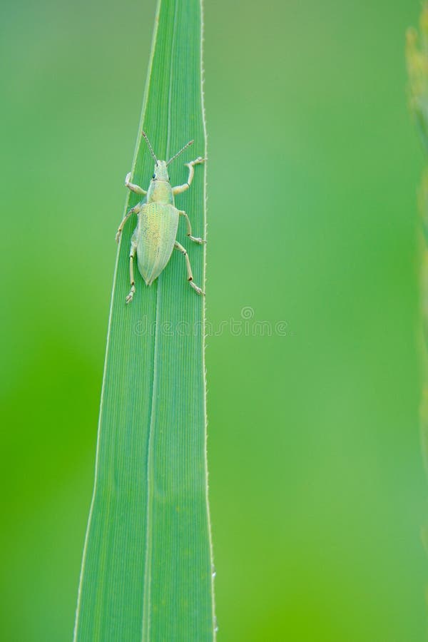 Green weevil stock photo. Image of small, close, beetle - 189177766