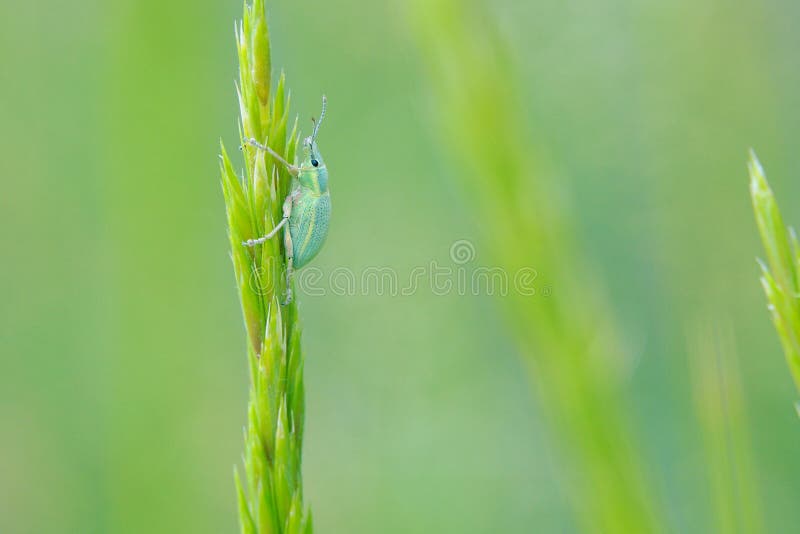 Green weevil stock image. Image of insect, natural, detail - 242656963