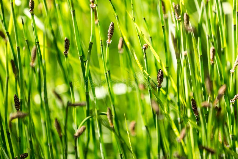 Green Well Lit Horse Tail Reed Background in a Park Stock Image - Image ...