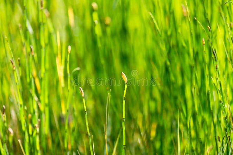 Green Well Lit Horse Tail Reed Background in a Park Stock Image - Image ...