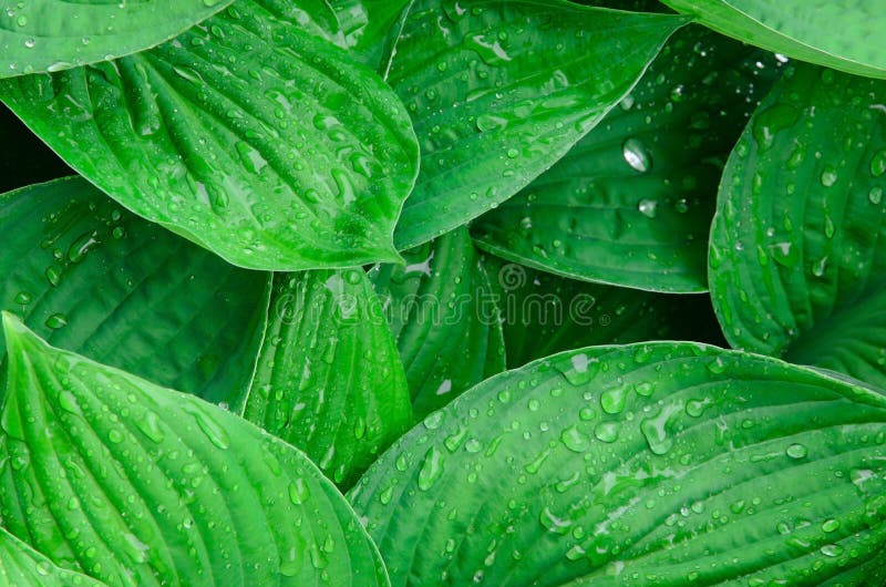 Green Wet Leaves Background Stock Photo - Image of backdrop, nature ...