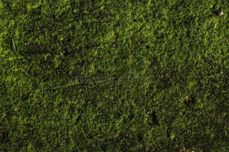 A Green Wet Moss Image. Moss Background Vector Texture Stock Photo ...