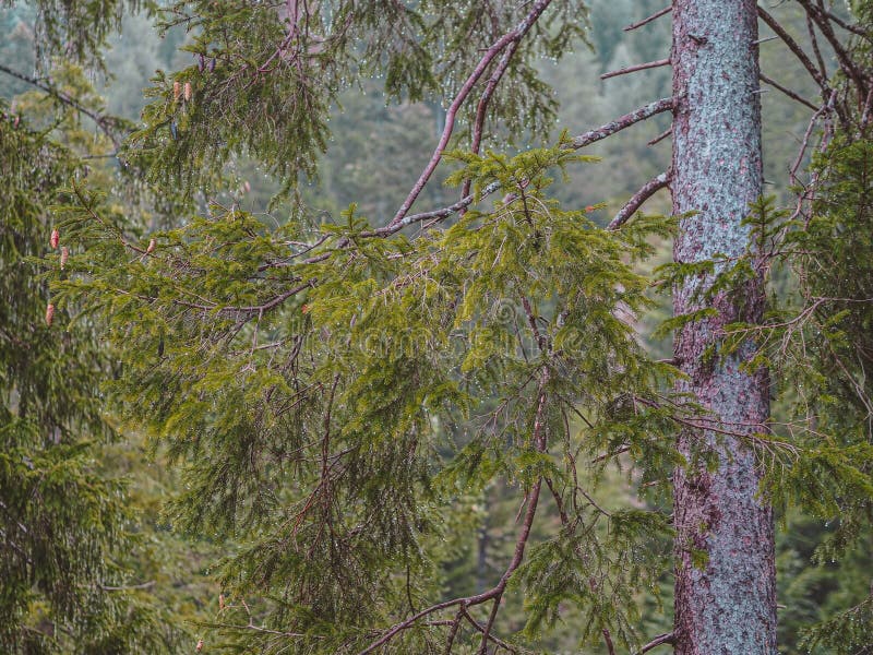 Green Wet Tree in the Mysterious Forest Stock Image - Image of relaxing ...