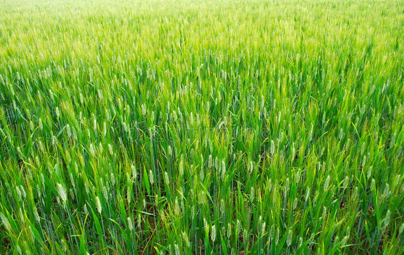 Green wheat stock image. Image of crop, full, macro, fresh - 14423785