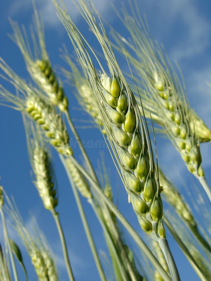 Green wheat stock photo. Image of natural, produce, farm - 24981472