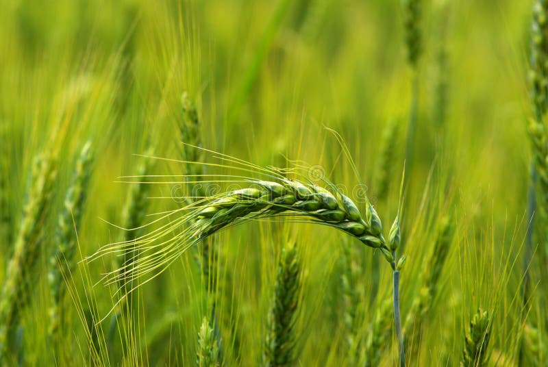 Green wheat stock image. Image of farm, harvest, space - 6520087