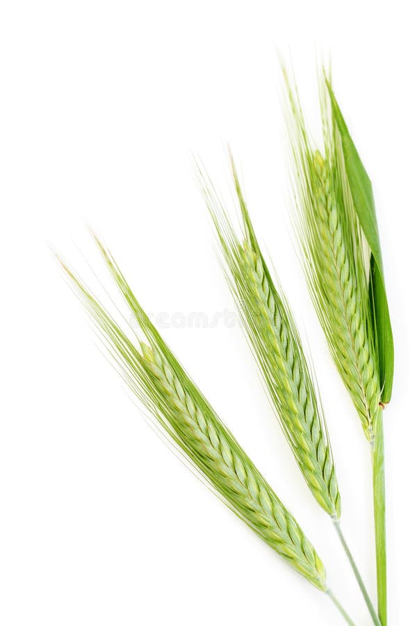 Green wheat stock photo. Image of studio, barley, food - 9538368