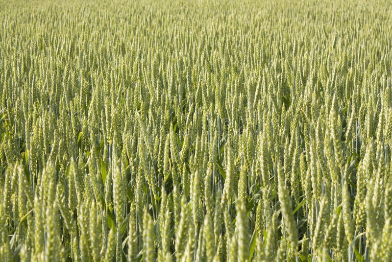 Green wheat stock image. Image of growth, wheat, spike - 9669541