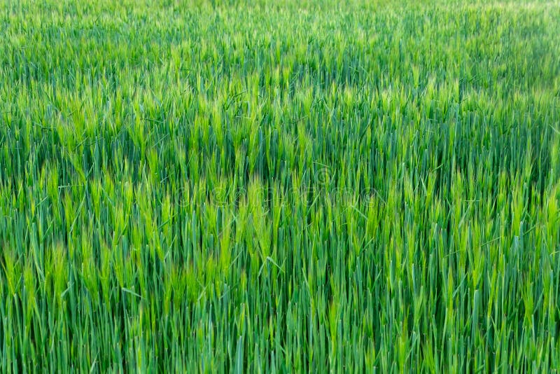 Green wheat stock image. Image of sunny, armful, bright - 198112737