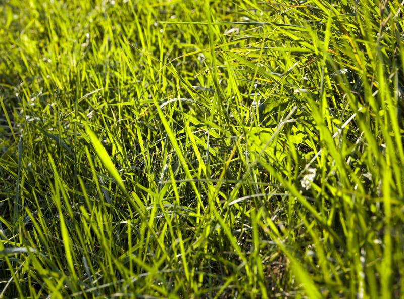 Wheat Blades stock photo. Image of green, cultivate, grow - 13960284