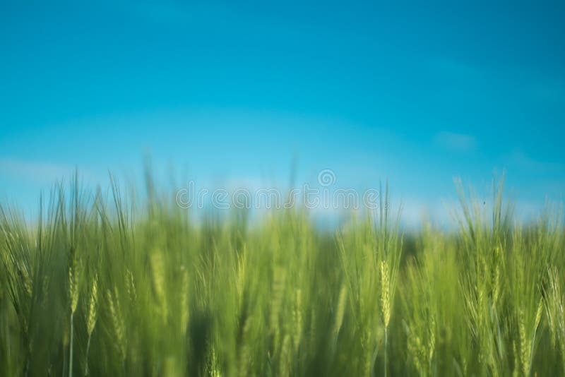Green Wheat and Blue Sky. Beautiful Natural Grass Desktop Background ...
