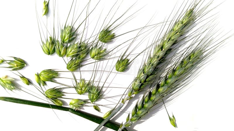 Wheat buds alone stock image. Image of essential, leading - 213939383