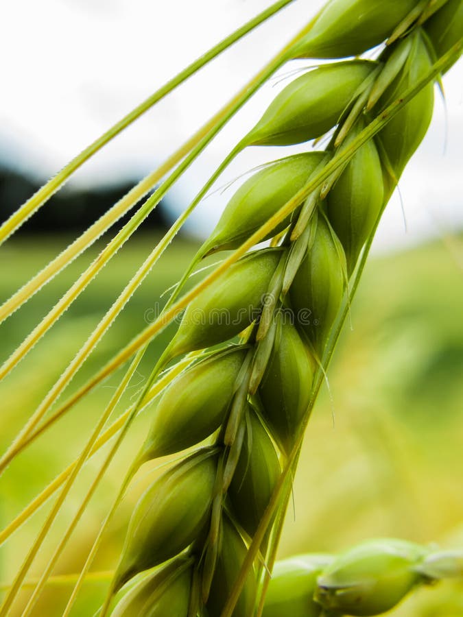 Green wheat stock image. Image of grain, close, scene - 72382187
