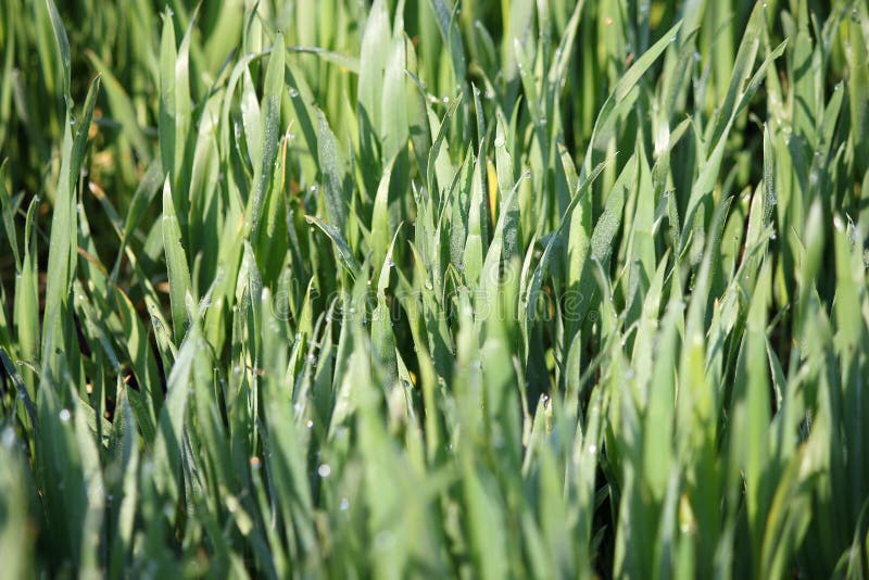 Green wheat with dew drops stock photo. Image of farmland - 48841064