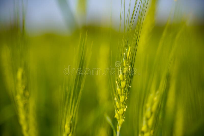 Green Wheat Farm at Agriculture Field in India Stock Photo - Image of ...