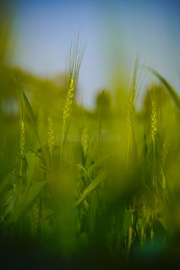 Green Wheat Farm at Agriculture Field in India Stock Photo - Image of ...
