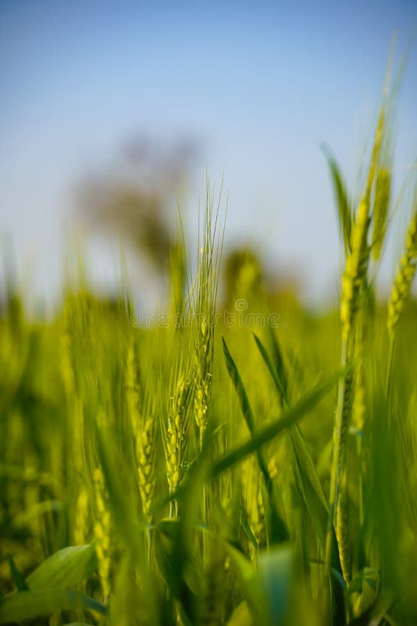 Green Wheat Farm at Agriculture Field in India Stock Photo - Image of ...
