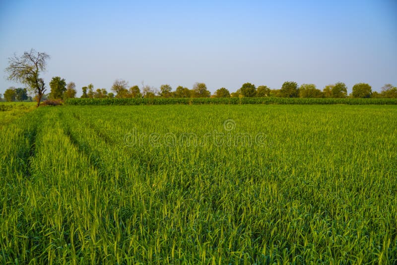 Green Wheat Farm at Agriculture Field in India Stock Image - Image of ...