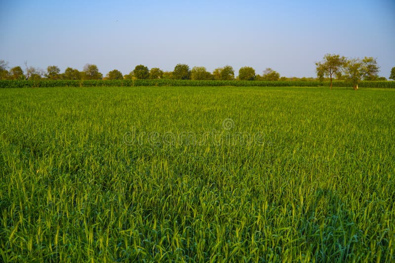Green Wheat Farm at Agriculture Field in India Stock Photo - Image of ...