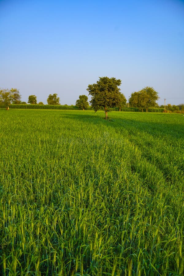 Green Wheat Farm at Agriculture Field in India Stock Photo - Image of ...