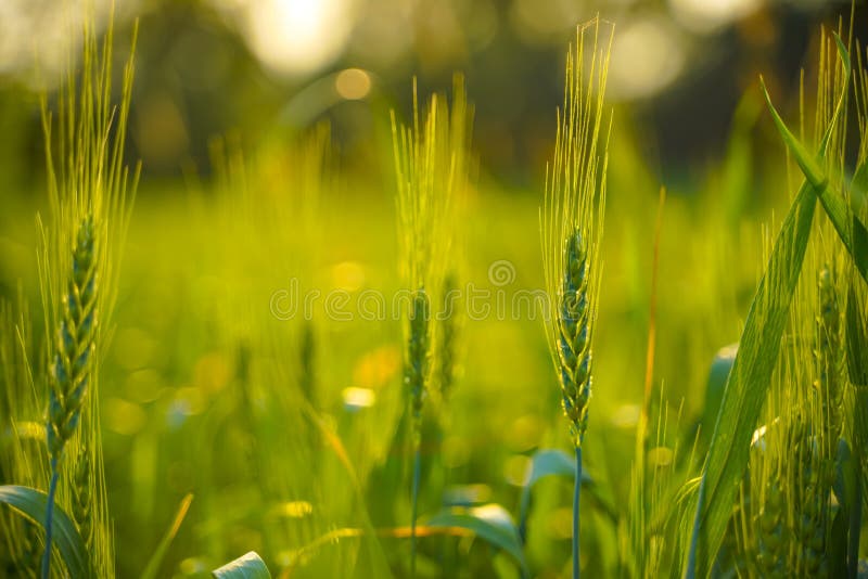 Green Wheat Farm at Agriculture Field in India Stock Photo - Image of ...