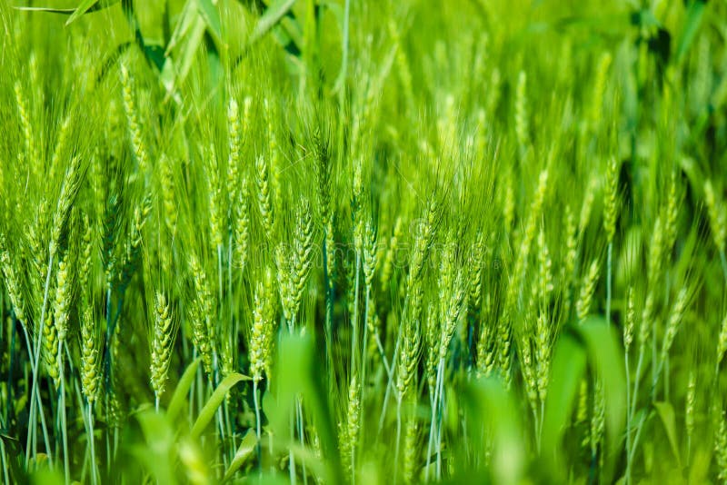 Green wheat farm india stock photo. Image of healthy - 141537554