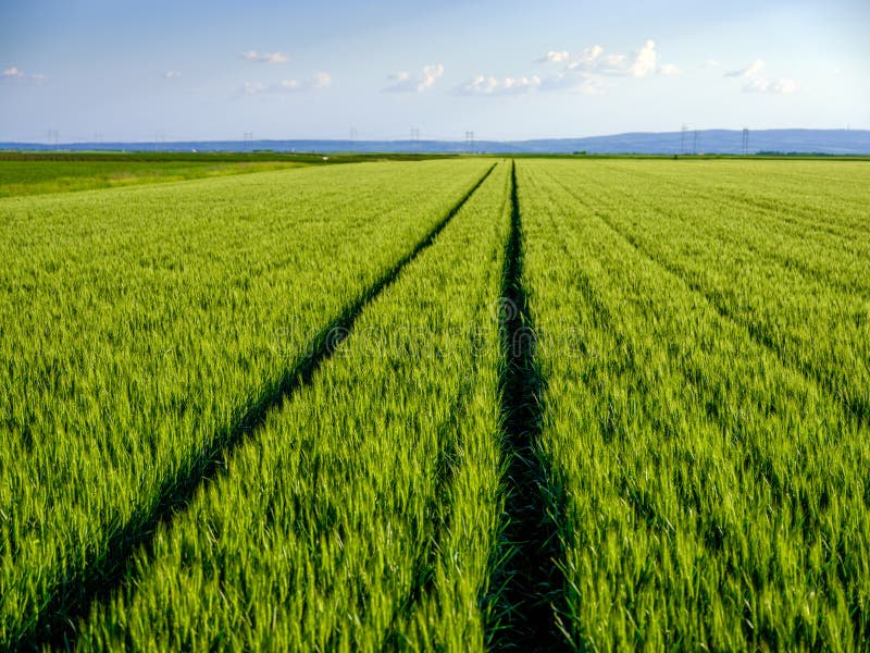 Green Wheat Field, Agricultural Landscape Stock Image - Image of spring ...