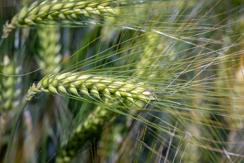 Young wheat field stock photo. Image of food, wheat - 194718886