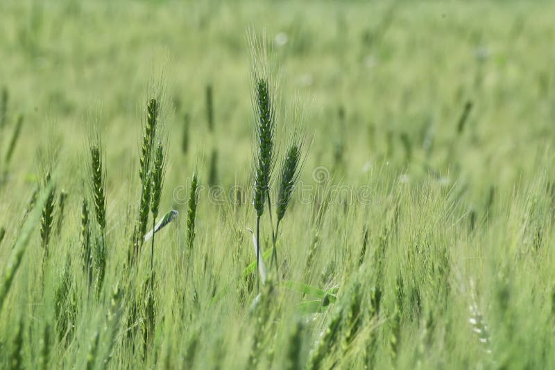 Young Green Wheat Seedlings Growing on a Field Stock Photo - Image of ...