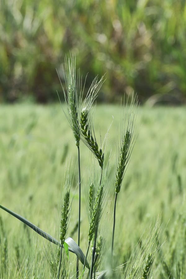 Young Green Wheat Seedlings Growing on a Field Stock Photo - Image of ...
