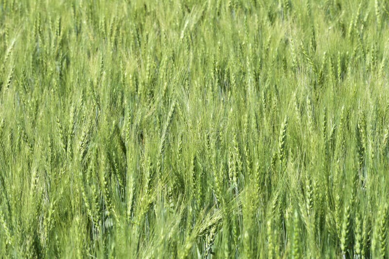 Young Green Wheat Seedlings Growing on a Field Stock Image - Image of ...
