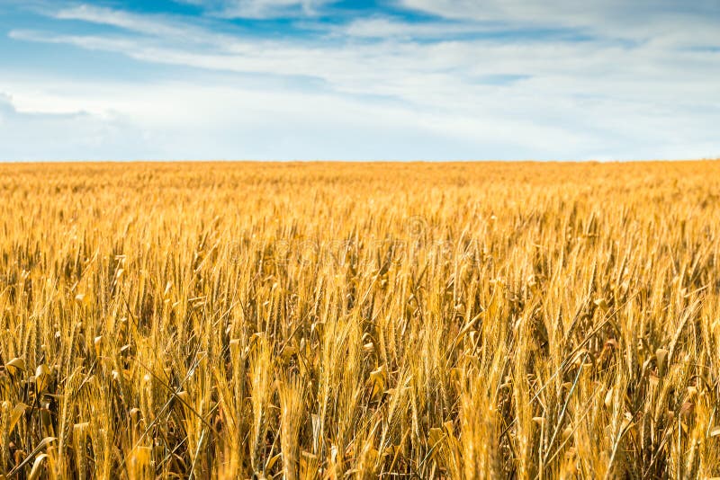 1,227 Wheat Field Australia Stock Photos - Free & Royalty-Free Stock ...