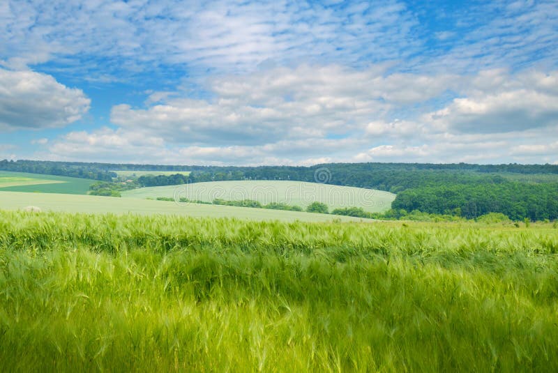 Green Wheat Field and Blue Sky. Beautiful Spring Landscape Stock Image ...