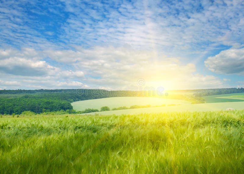 Green Wheat Field and Bright Sunrise Stock Image - Image of sunny ...