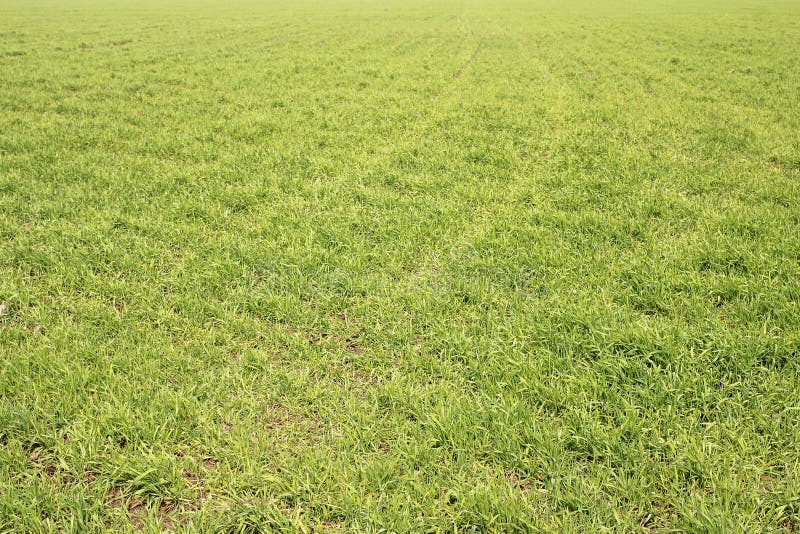 Green Wheat Field in Early Spring Stock Image - Image of cultivation ...