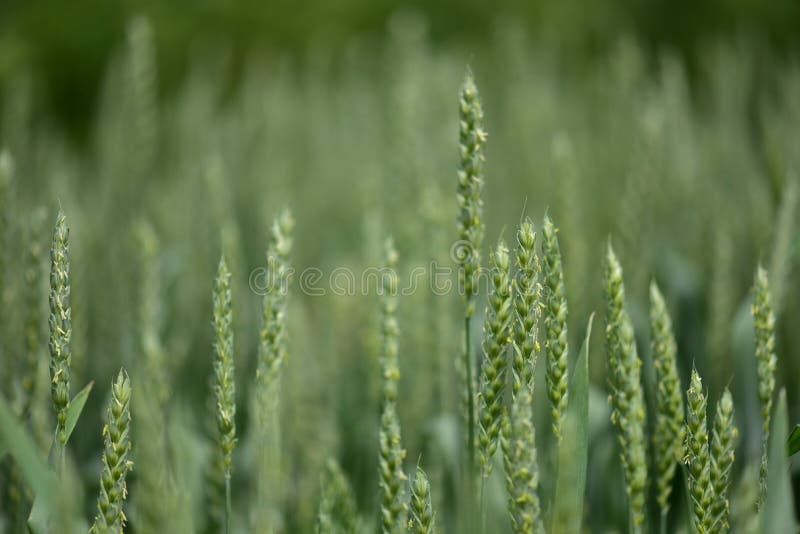 Green wheat stock image. Image of field, green, early - 183099603