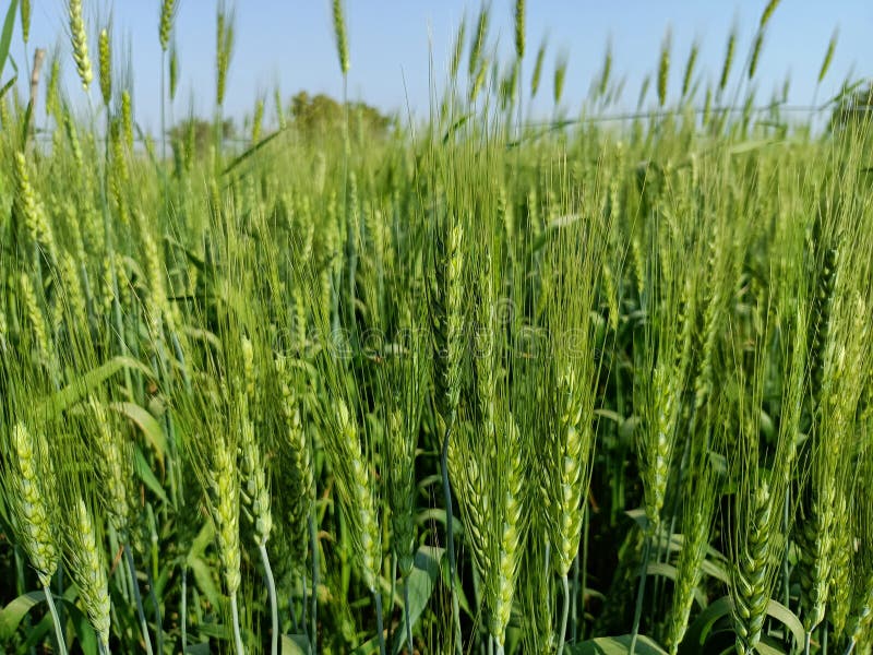 Green Wheat Field or Farm in India Stock Image - Image of healthy, food ...