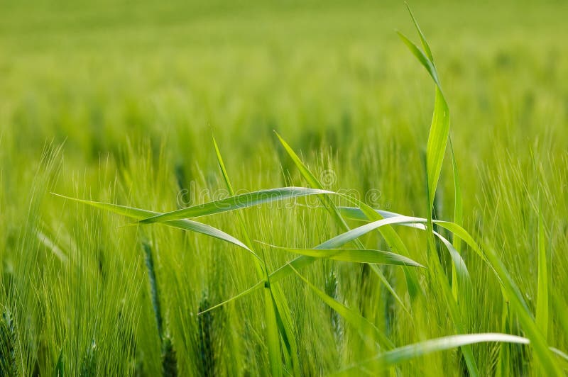 Green Wheat Field with Grass Stock Photo - Image of countryside, wheat ...