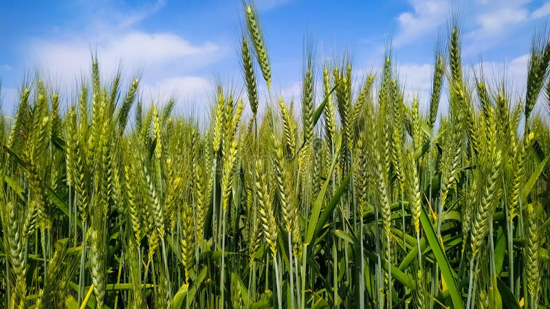 Green wheat field stock image. Image of field, holding - 243364291