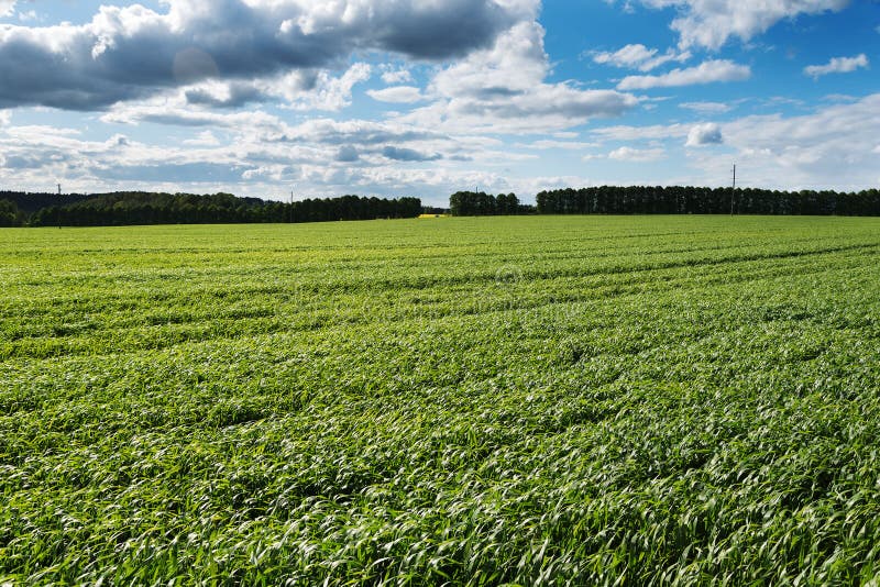 Green wheat field. stock photo. Image of agriculture - 64316100