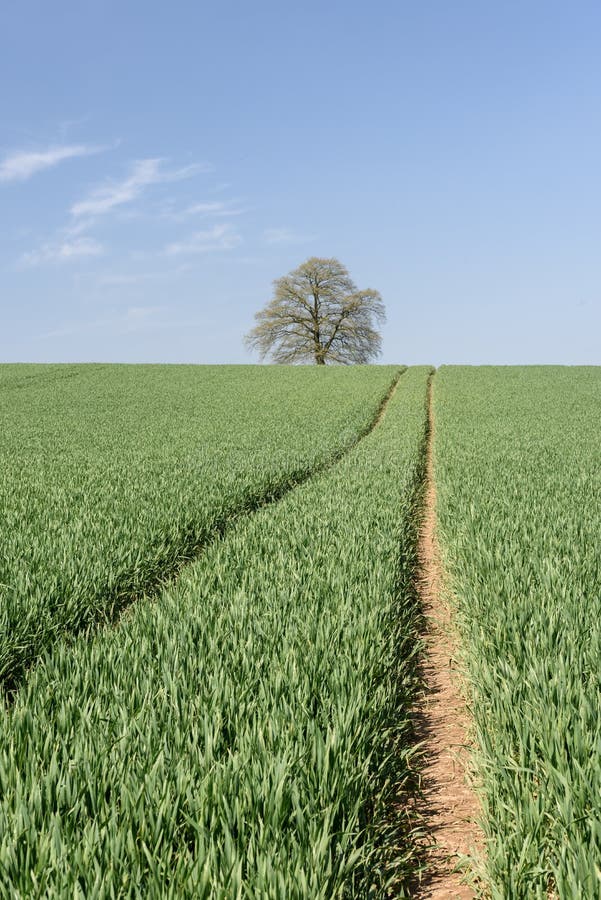 Green Wheat Field with Lone Tree Stock Photo - Image of cereal ...