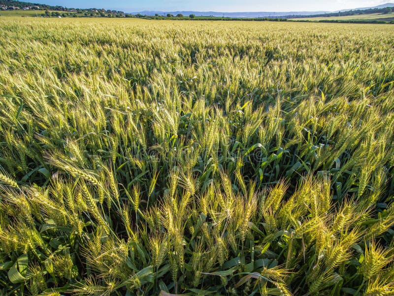 Green Wheat Field in the Rays of Sunset Light. Stock Image - Image of ...