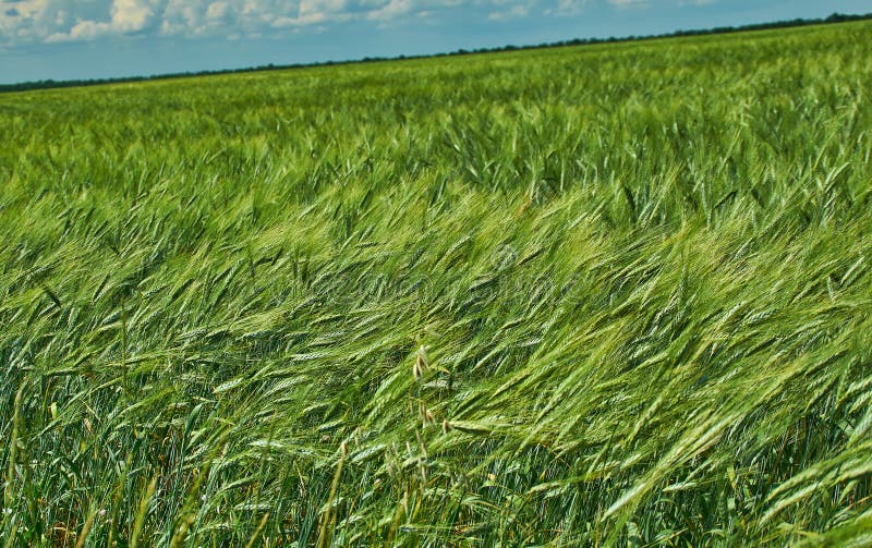 Green Wheat Field Spring Rye Stock Image - Image of grain, growth ...
