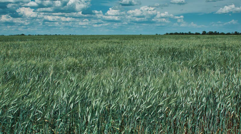 Green Wheat Field Spring Rye Stock Image - Image of foliage, rural ...