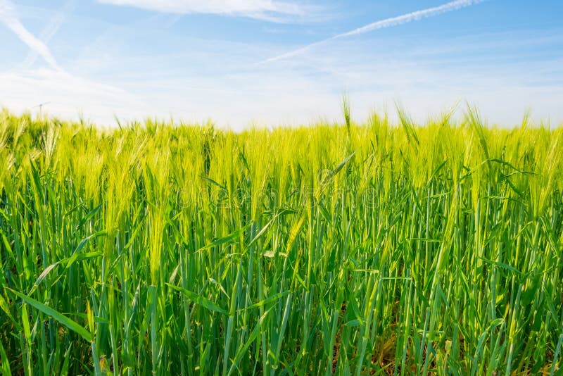 Green Wheat Field in Spring Stock Image - Image of nature, grain: 92984831